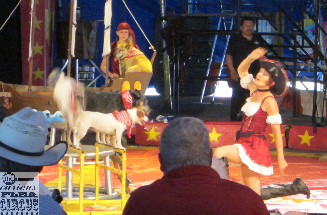 Curious Flea Circus: Kelly Miller Circus