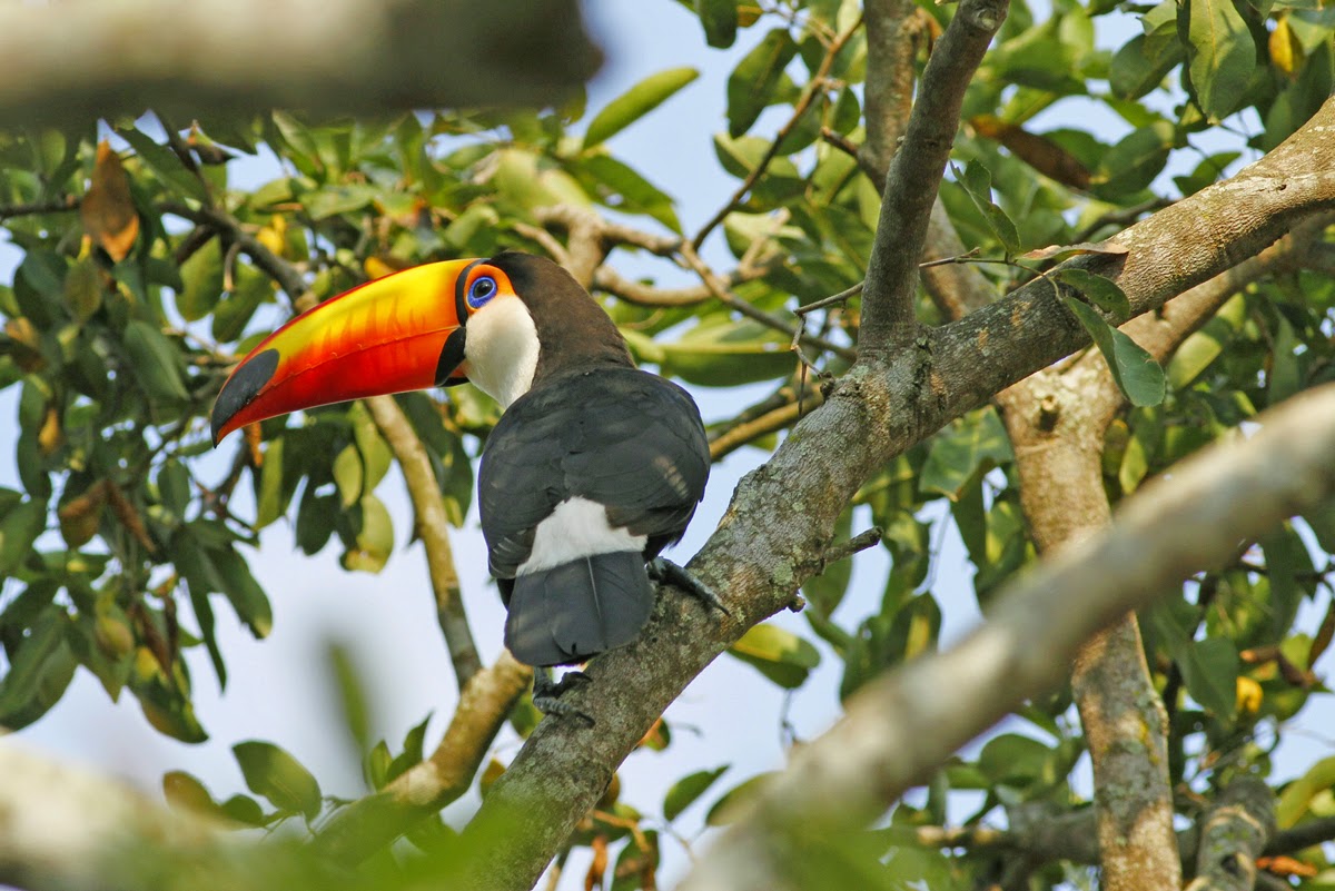 Cream Tea Birding: BRAZIL - Northern Pantanal Birds