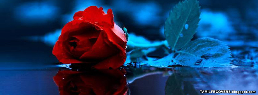 My India FB Covers: Beautiful Red Rose - Flower FB Cover