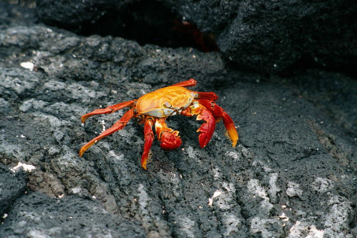 Dizzy Dog Quilting and Knitting: Colorful Crab