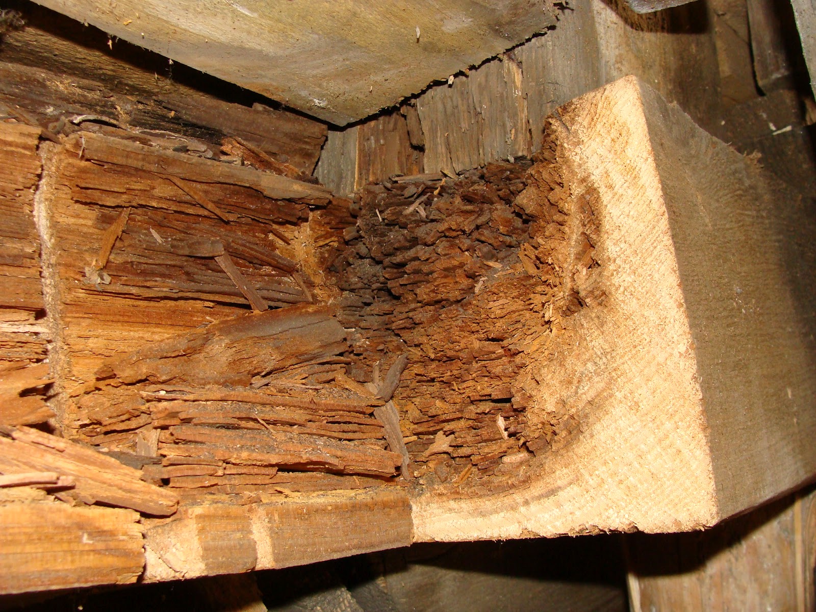 Nowe technologie w służbie konserwacji: Pomiary rezystografem oporowym.