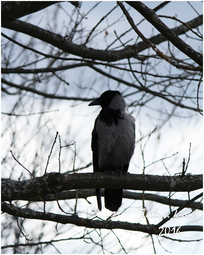 Jälleen lintuja kuvaamassa