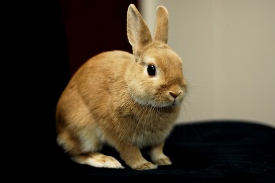 pengertian tentang kelinci ~ Iman Rabbit Healthy