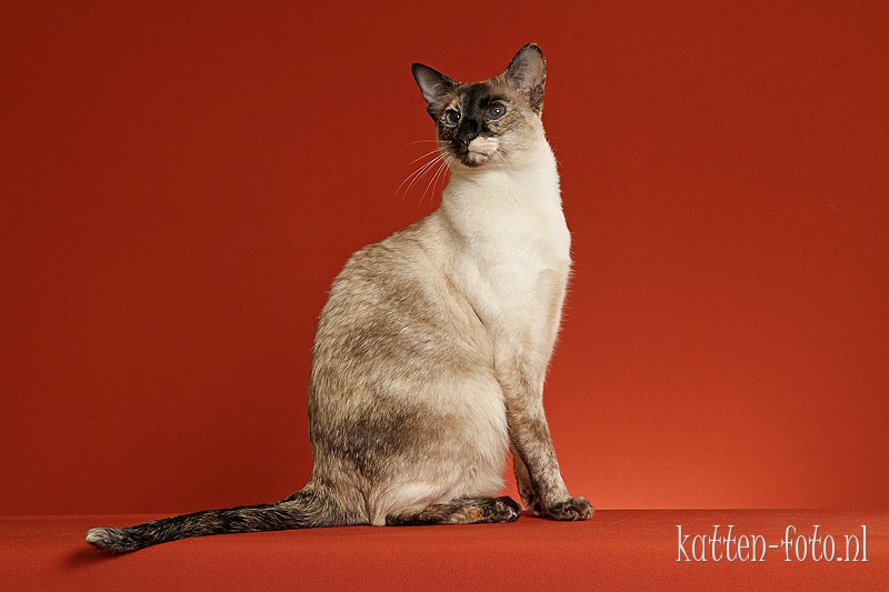 Katten-Foto: Oosters korthaar, Siamees, Burmees en Black Bombay