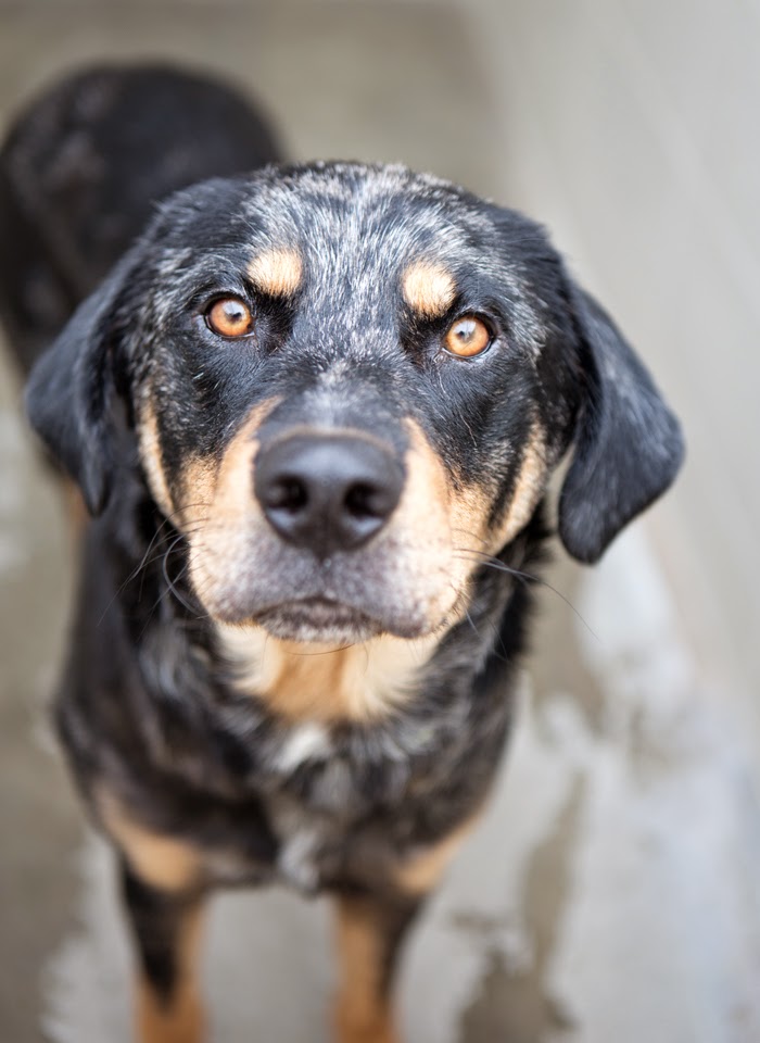 Shelter Dogs of Portland: "DENVER" very handsome aussie/rottie mix