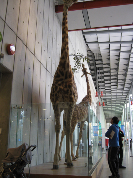 California Academy of Sciences - Golden Gate Park, San Francisco
