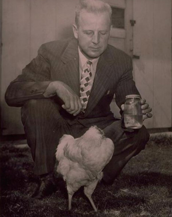 مایک ئه‌وکه‌ڵه‌شێره‌ی زیاتر له‌ساڵێک بێ سه‌ر ژیا!! - کشتوکاڵ