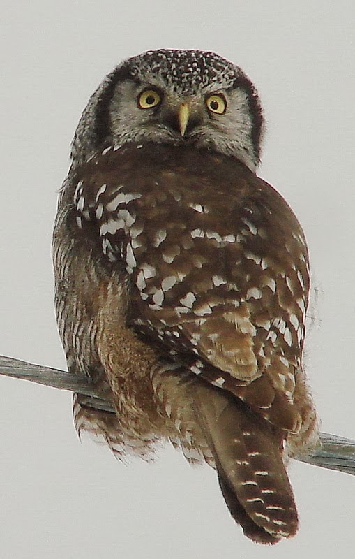 Tails of Birding: Snowy Owl & Northern Hawk-Owl