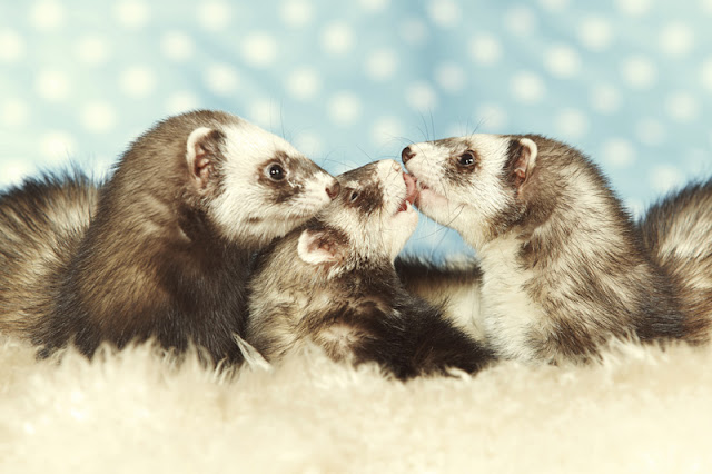 What is the Best Enrichment for Your Ferret?