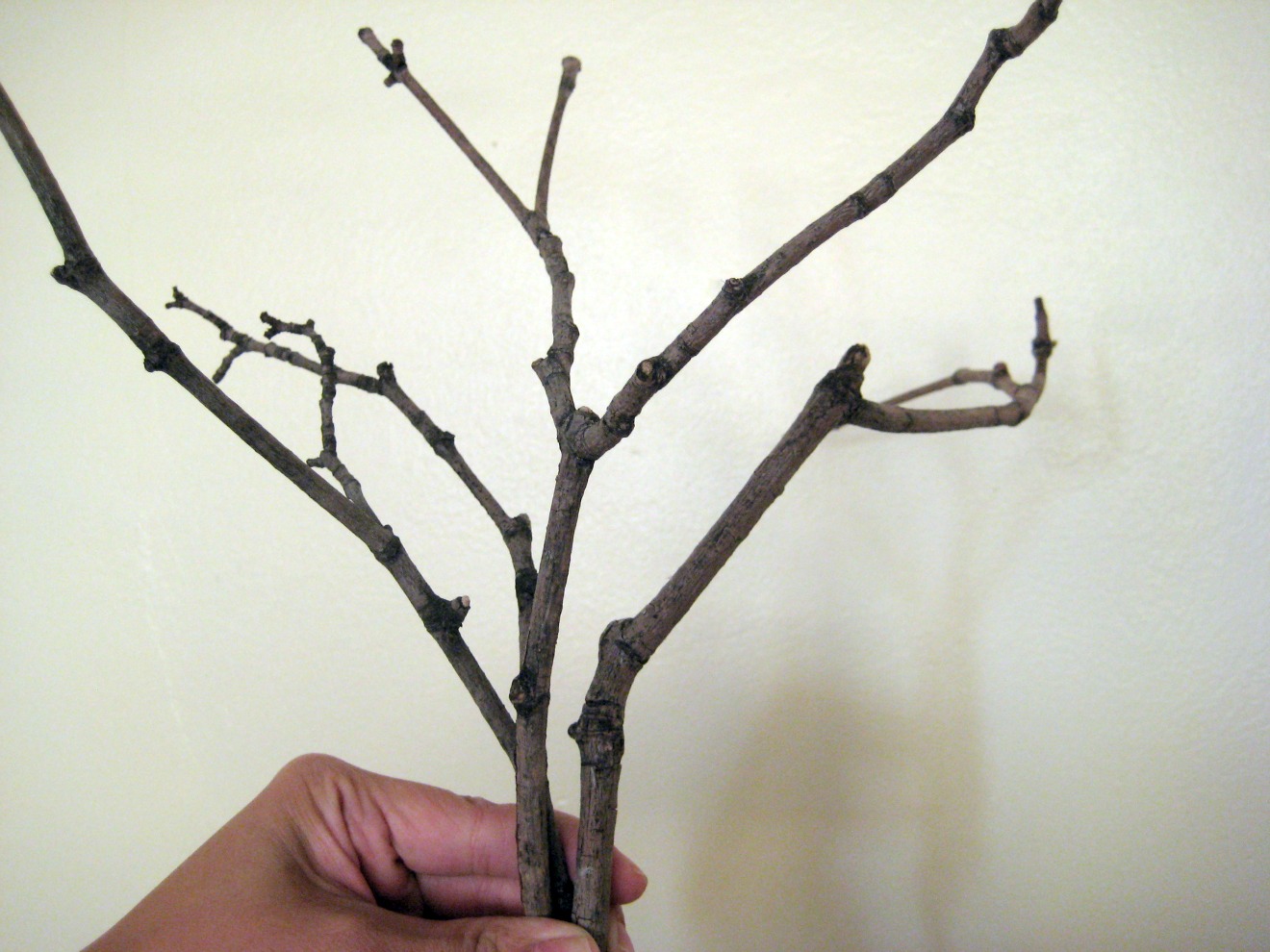 delachic: The Handmade Tree