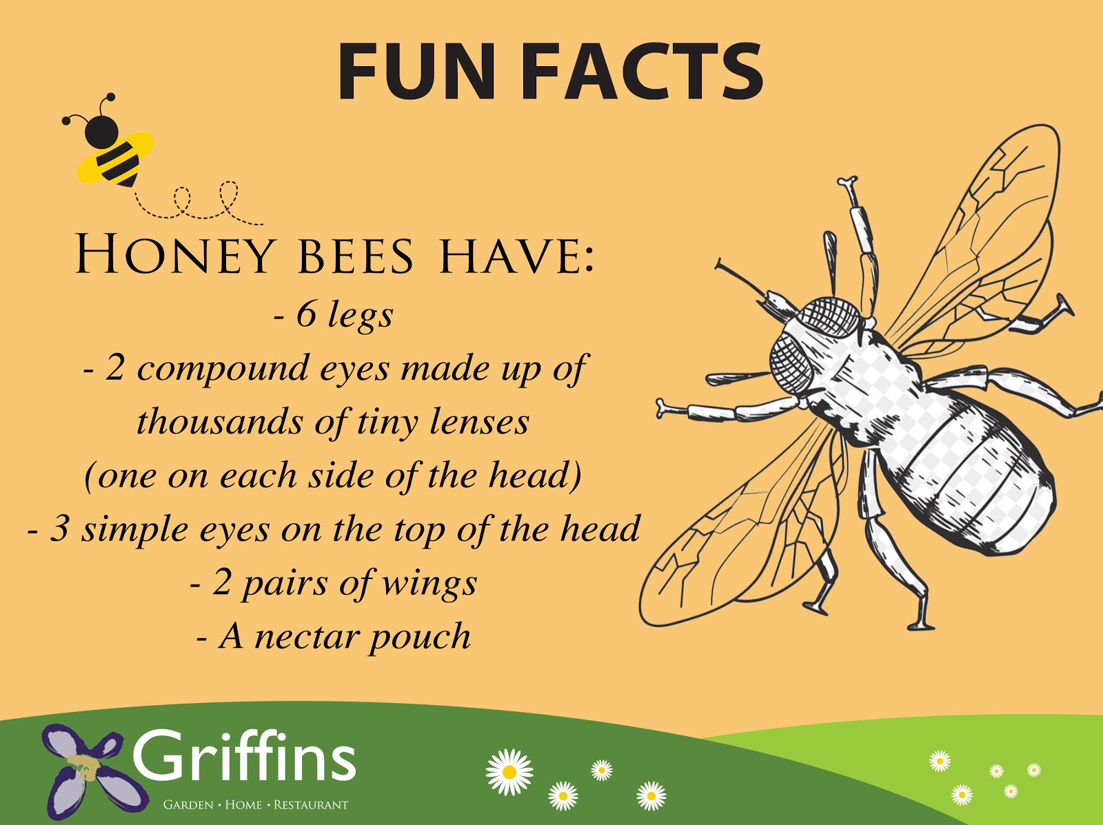 Bee Happy , Bee Friendly , Our Fun Facts about Bees
