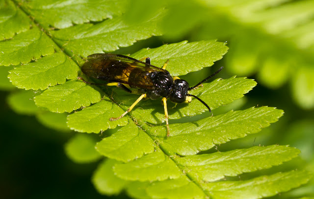 Focus On Wildlife: Sawflies
