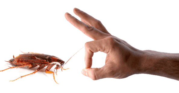 A Complete Pest Solution: Humans vs. Cockroaches.