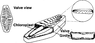 Bacillariophyta definition, characteristics, classification, function ...