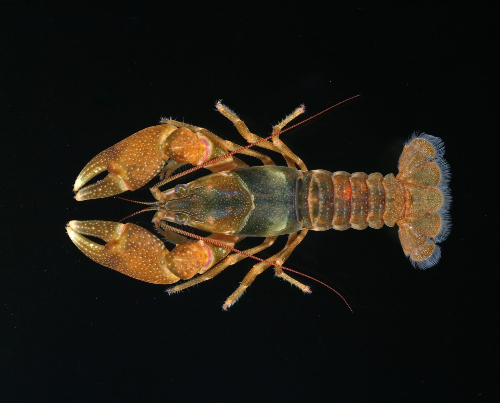 Species New to Science: [Crustacea • 2019] Faxonius bellator ...