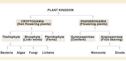 Plant Kingdom Phylum Kingdom