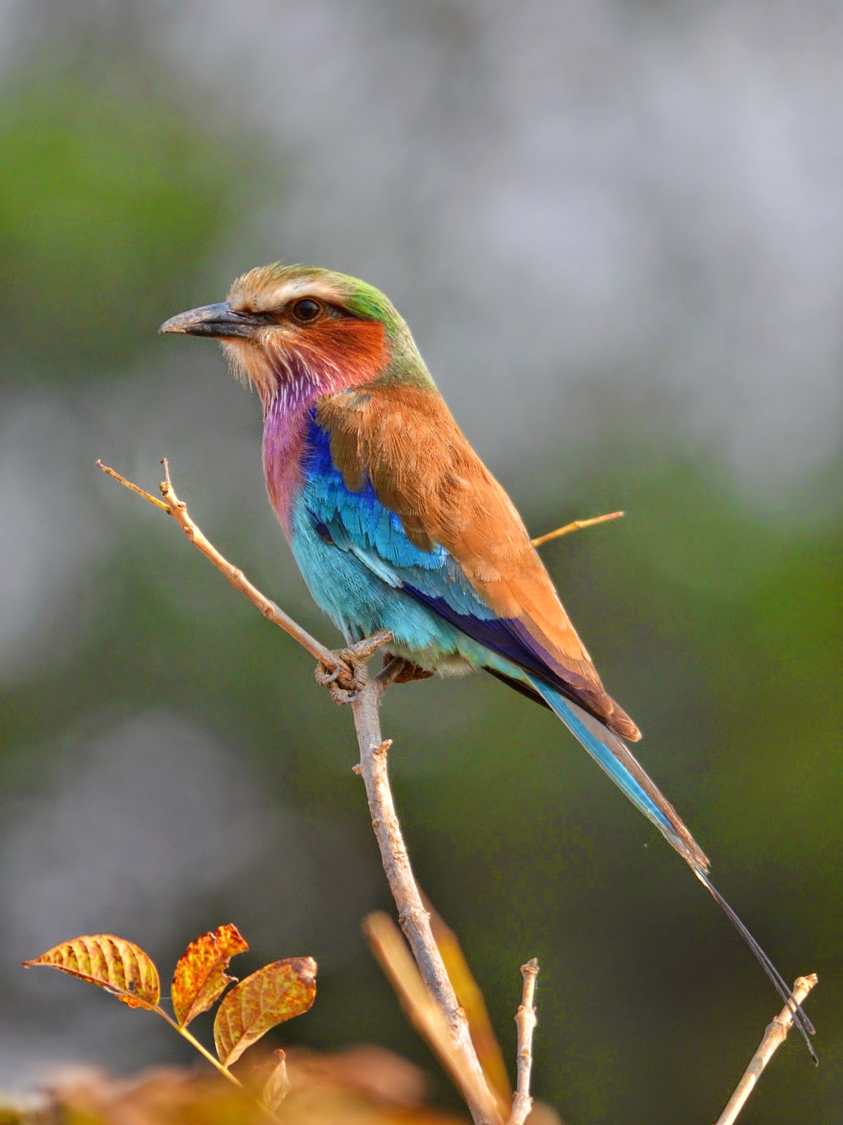 ROLLER BIRD photos - wallpapers | the fun bank