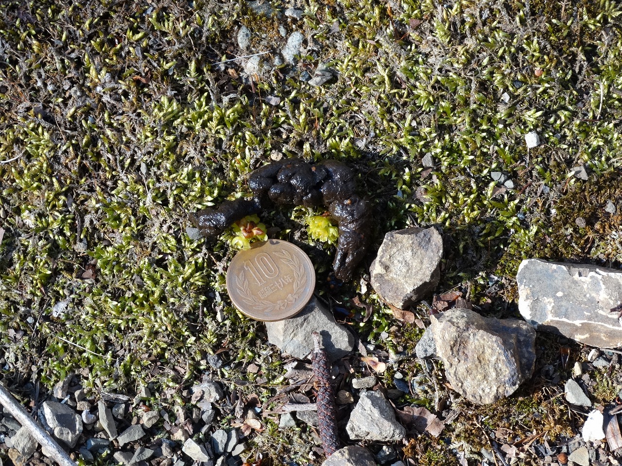 故有事: テン糞の内容物 The contents of marten's droppings