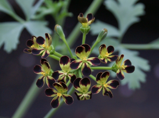 I hagen ved skauen: Nye pelargonier