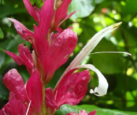 arbustosensevilla-encinarosa: Megaskepasma erythrochlamys / Manto rojo ...