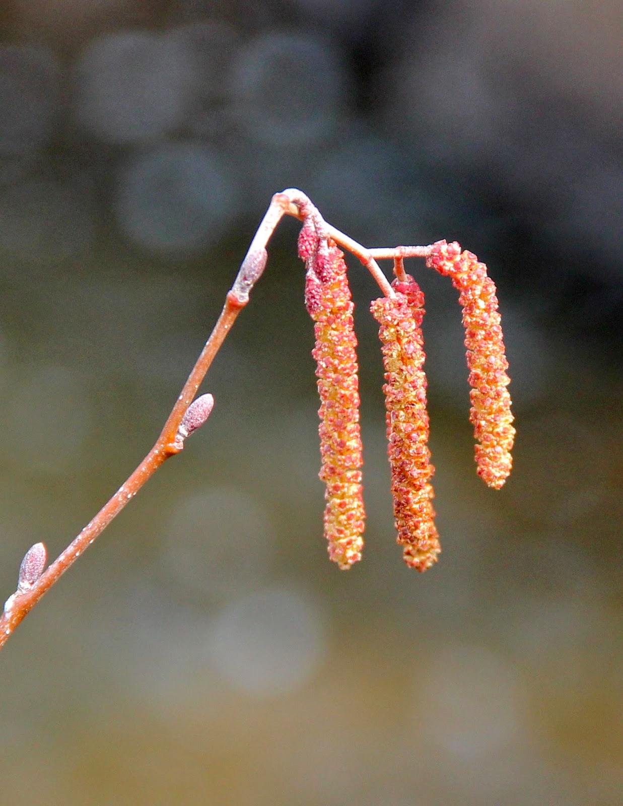 In the Company of Plants and Rocks: Are you an alder or a birch?