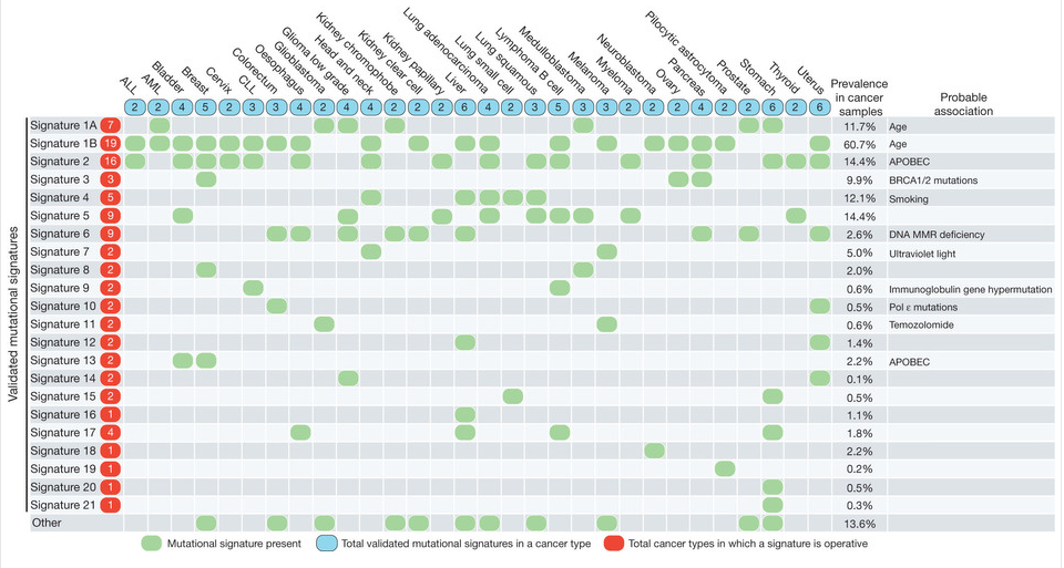 がんの分子腫瘍学・遺伝学: サンガーから癌の遺伝子変異シグニチャー + ‘kataegis’の二報目：nature