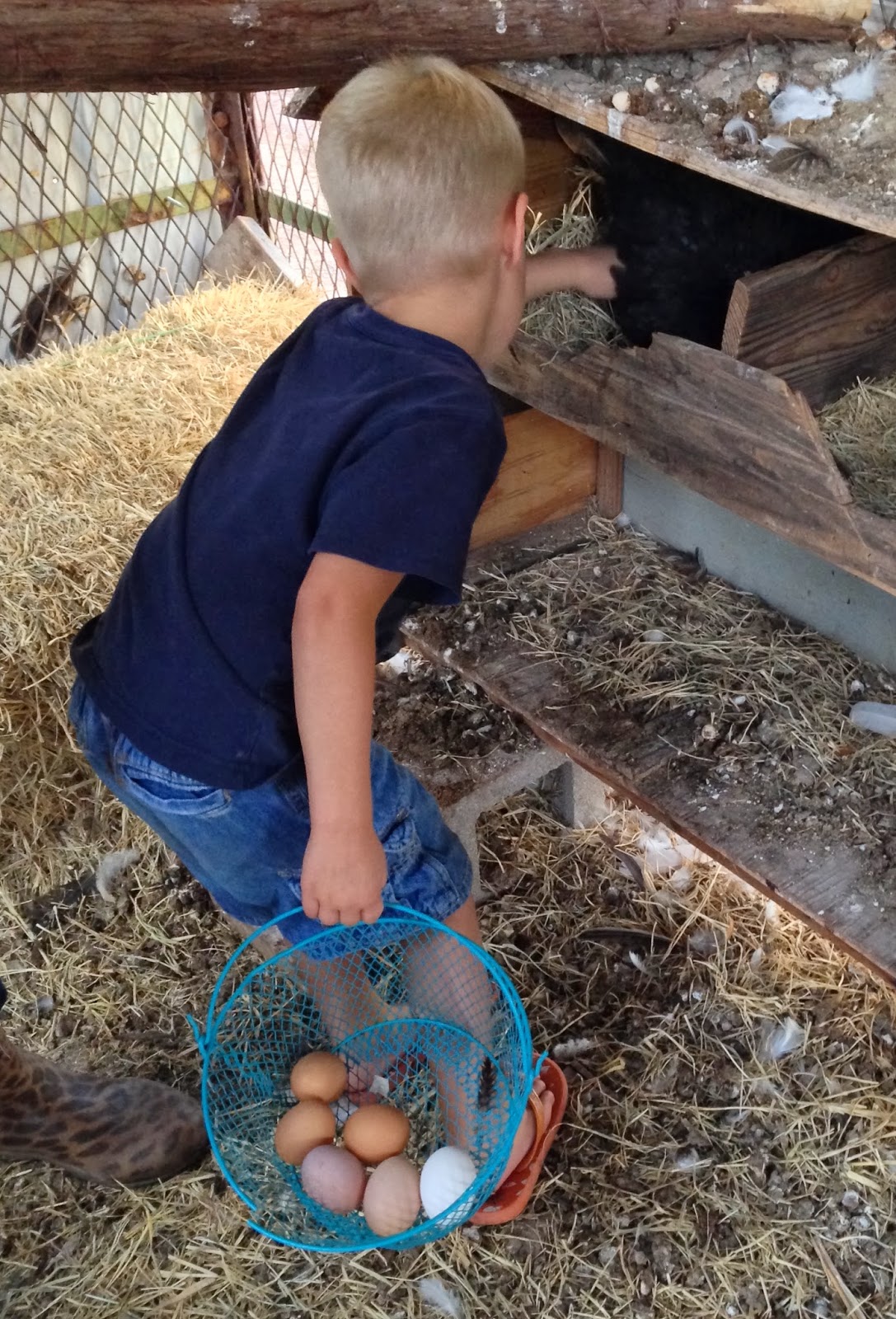 Half a Dozen Vosses: Collecting Eggs