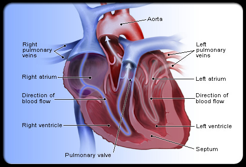 MEDICINES: Heart Disease Pictures Slideshow: Coronary Artery Disease.