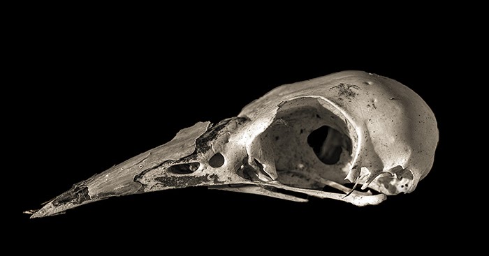 pohanginapete: Bird skull stories