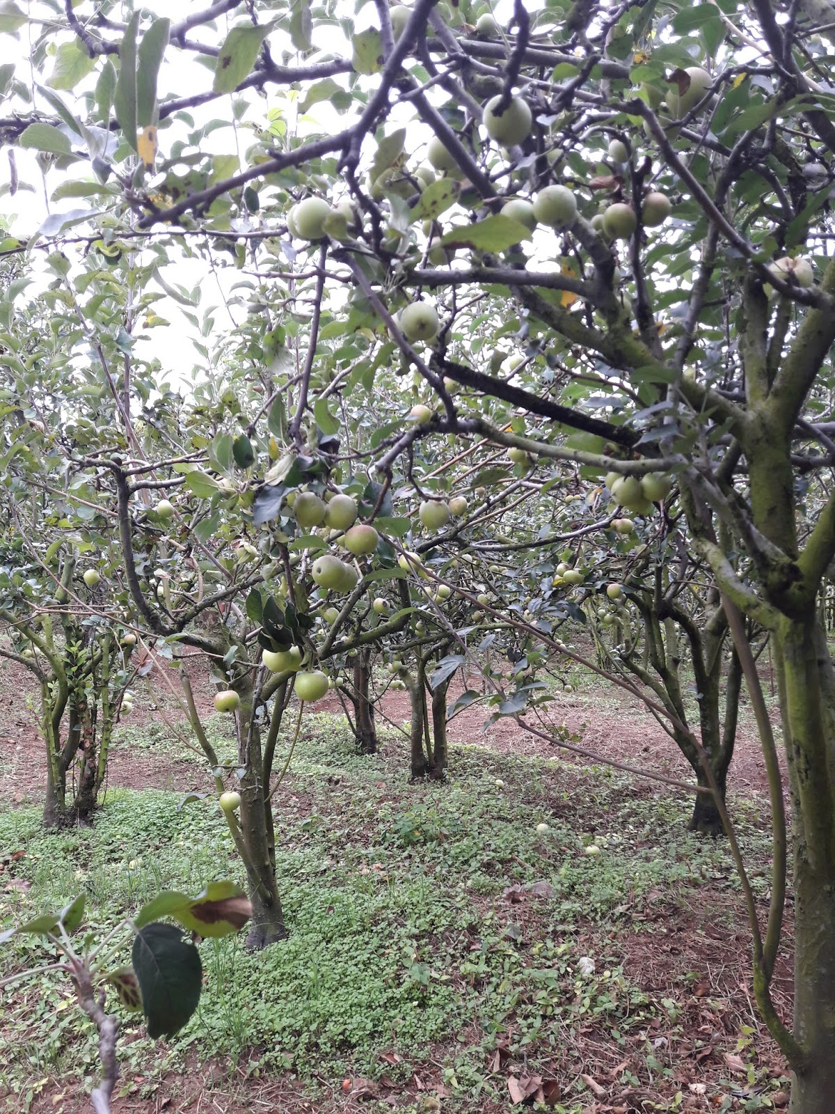 Mendadak Panen di Wisata Petik Apel - Batu, Malang! - Meykke Santoso