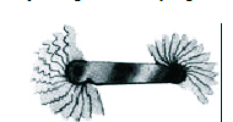 Mengejar Impian: ALAT UKUR