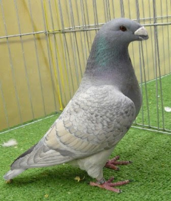 American Show Racer ~ All about Birds