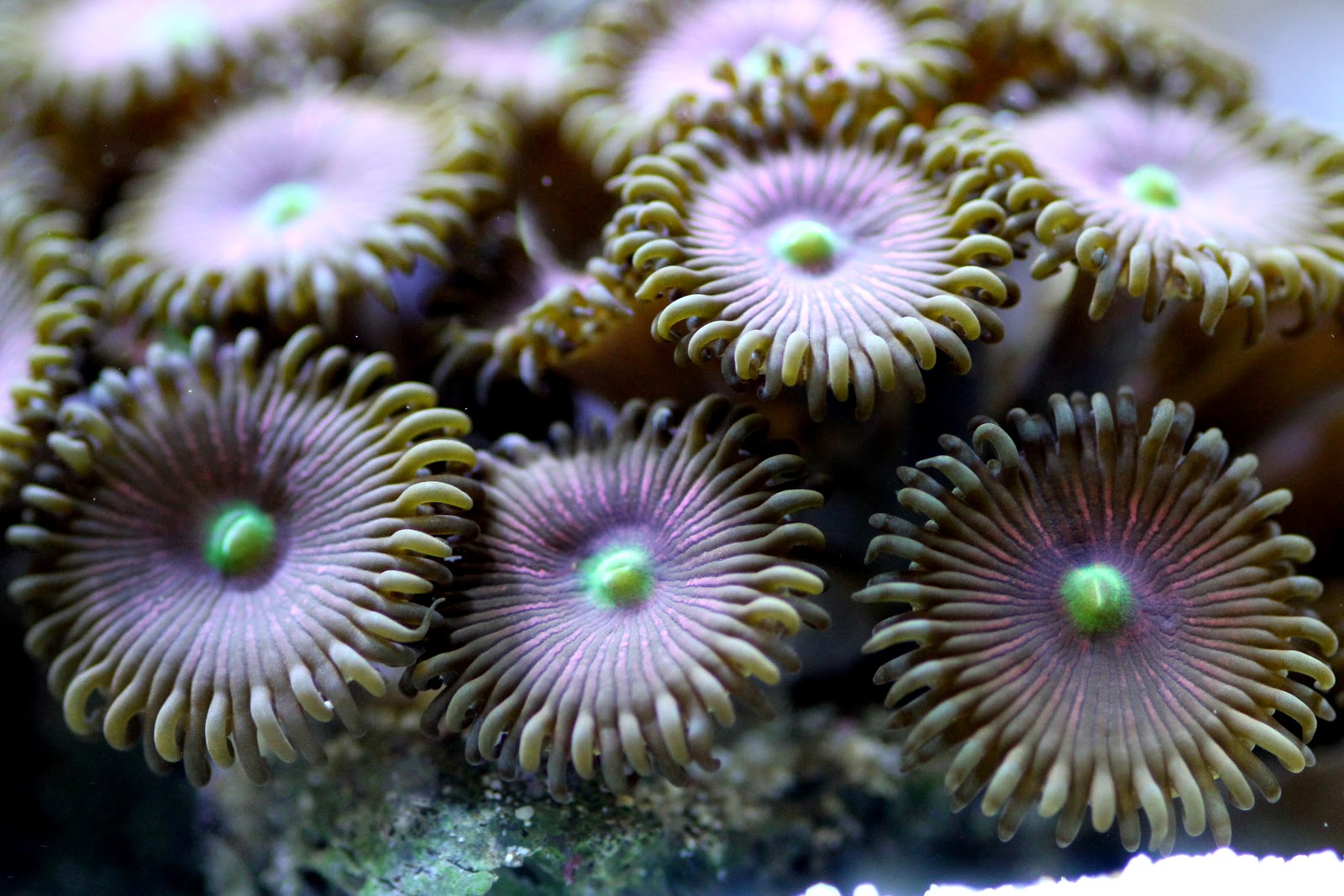 Howard`s Reef: Zoanthids