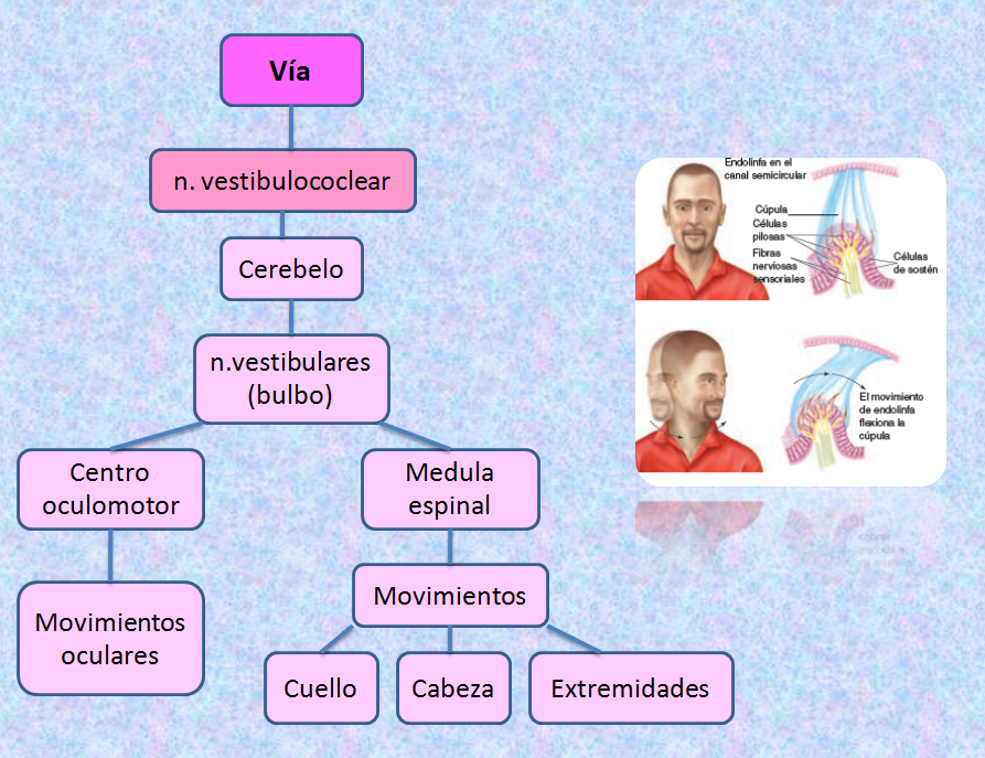 fisiología basica