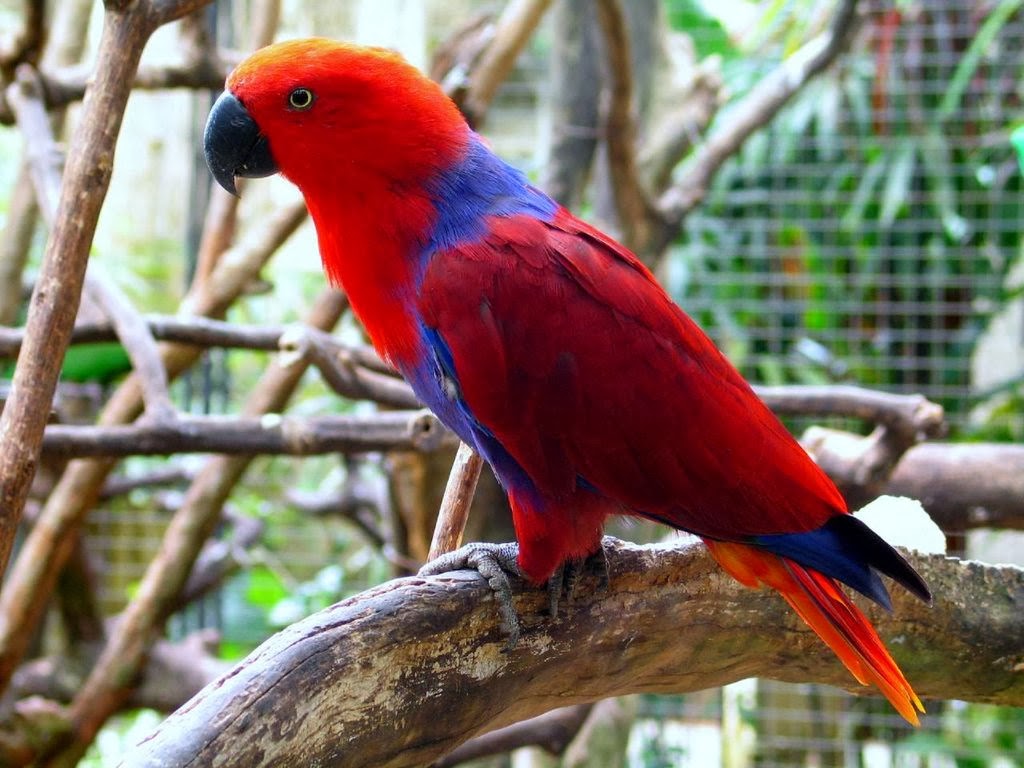 Animals World: wallpapers of cute female eclectus parrots collection