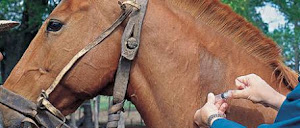 POR LA SALUD DE TU EQUINO