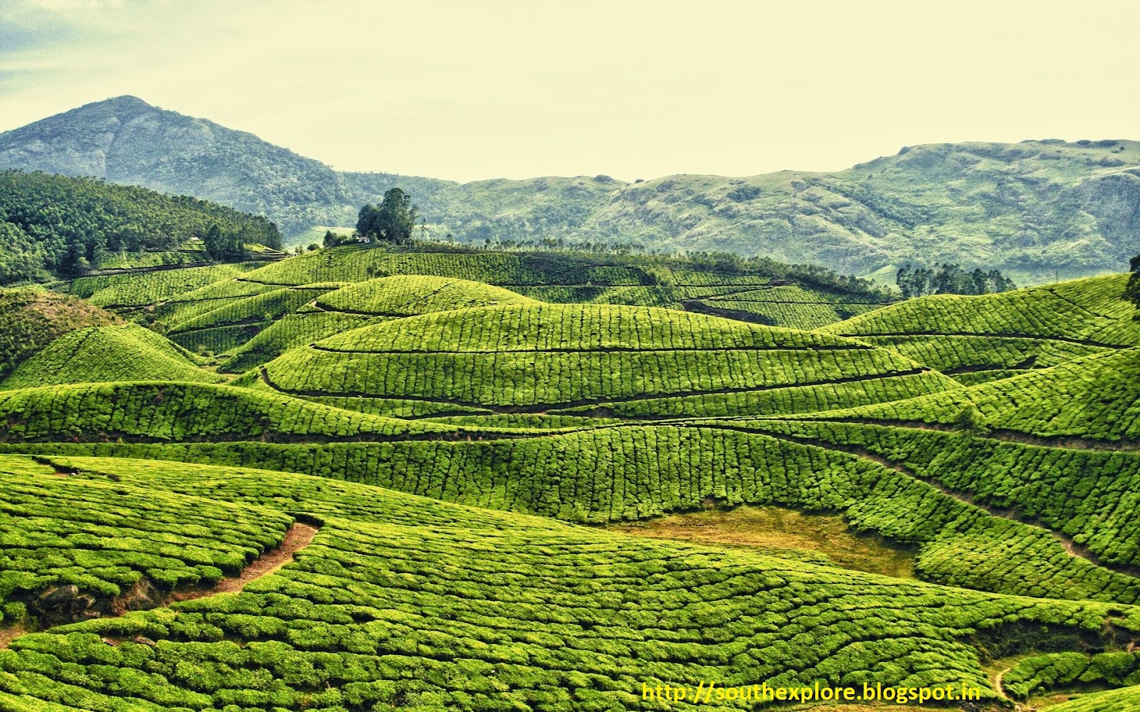 MUNNAR HONEY MOON DESTINATION | TOURIST ATTRACTIONS IN MUNNAR | HONEY ...
