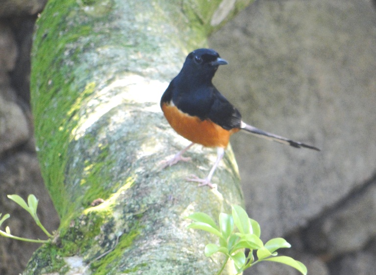 Inspiring Nature Photography By Carol Reynolds: White-Rumped Shama Thrush