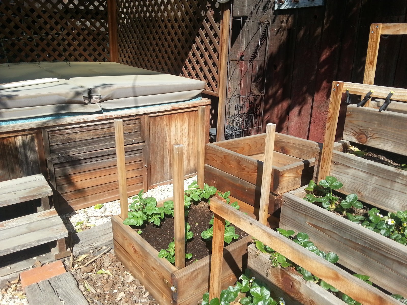 Plant . .Tend . . Grow: Potato Box Time