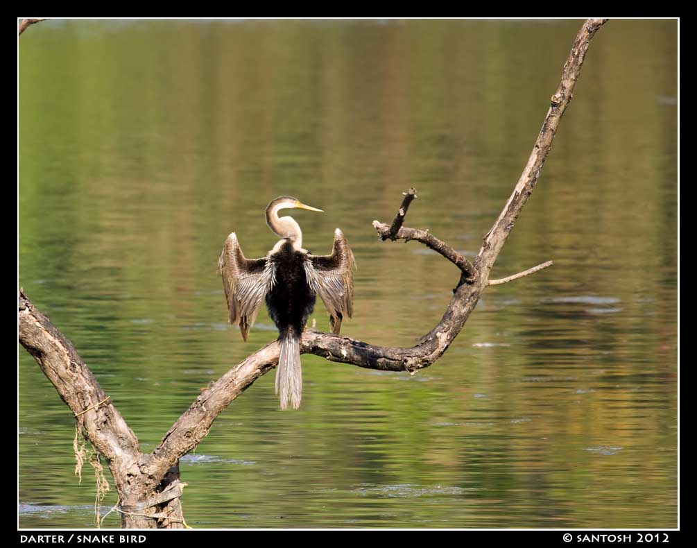 Huchchara Santhe: Thattekad Bird Sanctuary, Kerala I