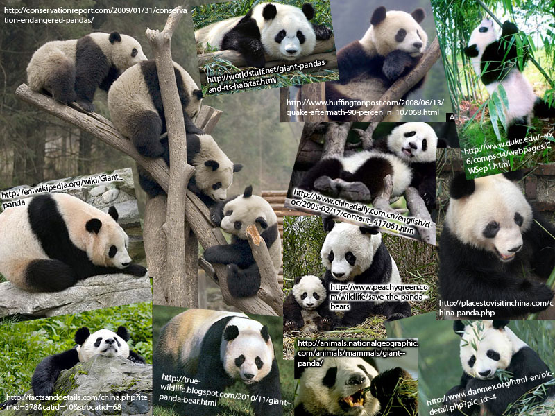 Panda's Tail: Mood Boards
