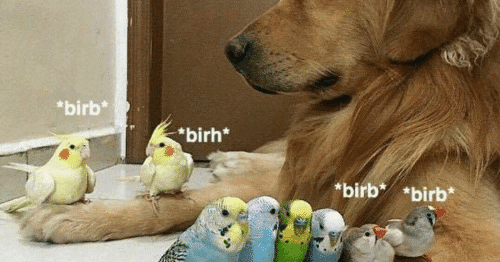 birb の意味・用法・例文-英語ネットスラング辞典