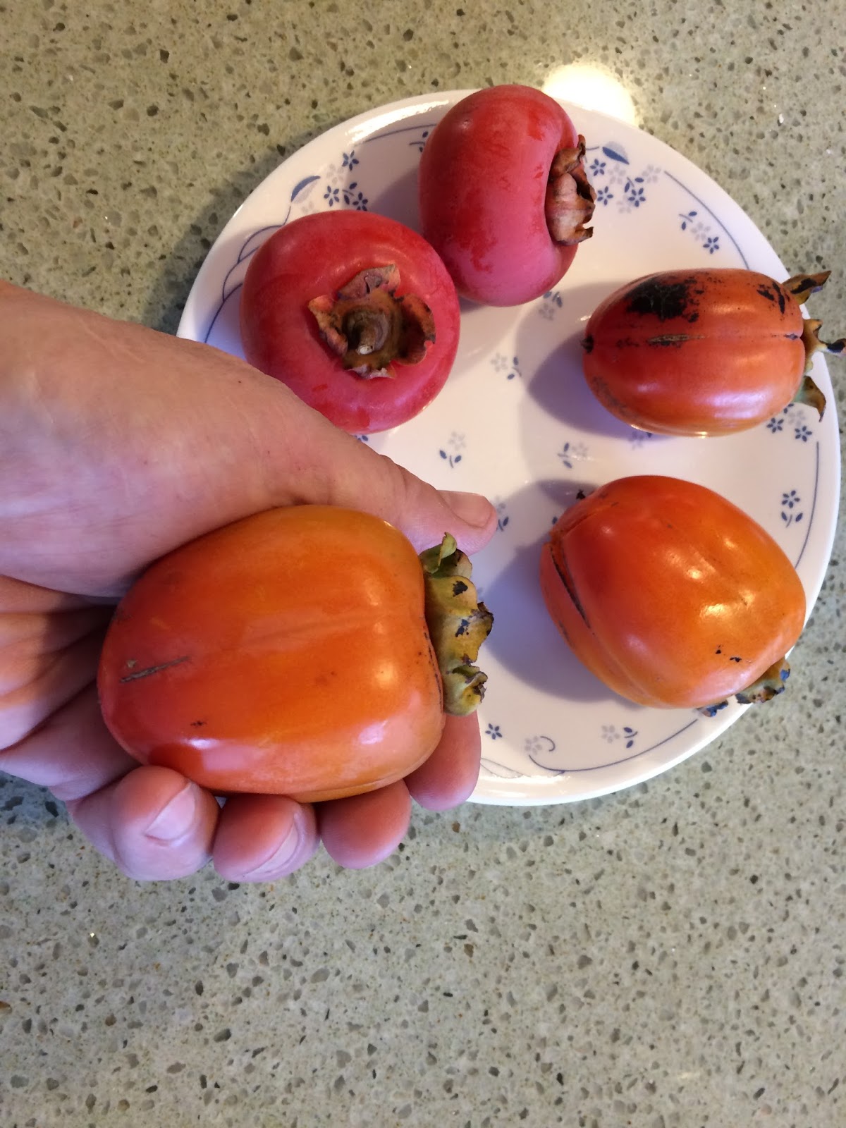 Daniel's Pacific NW Garden: Saijo Persimmons. 11.9.16