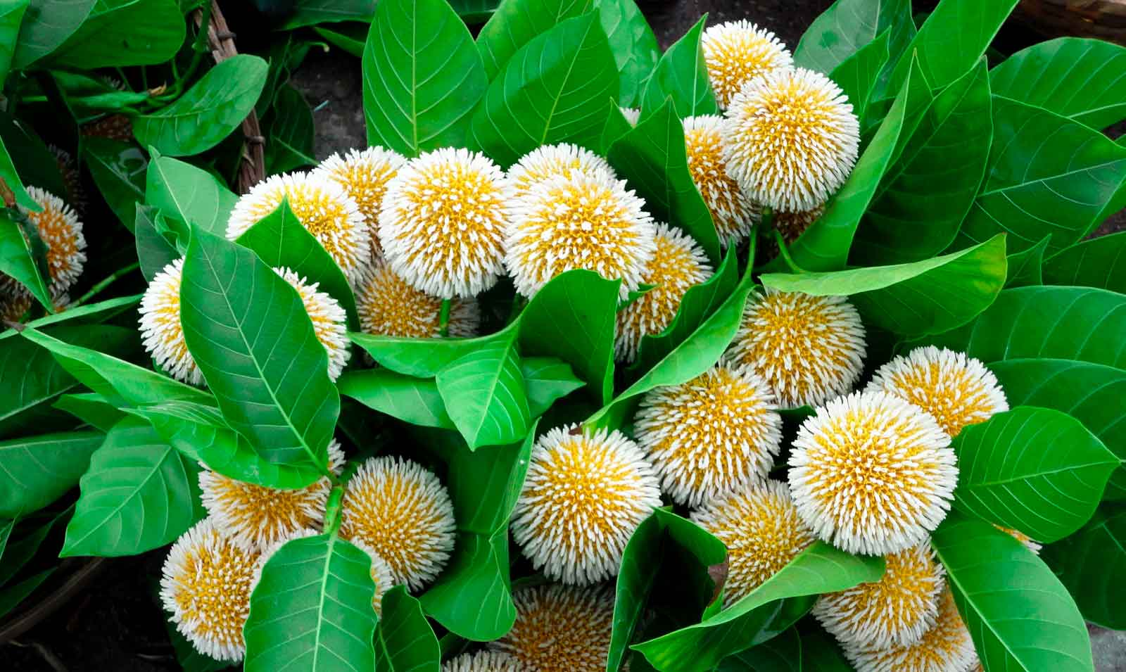 Neolamarckia Cadamba-Tree ~ ThundersCloud