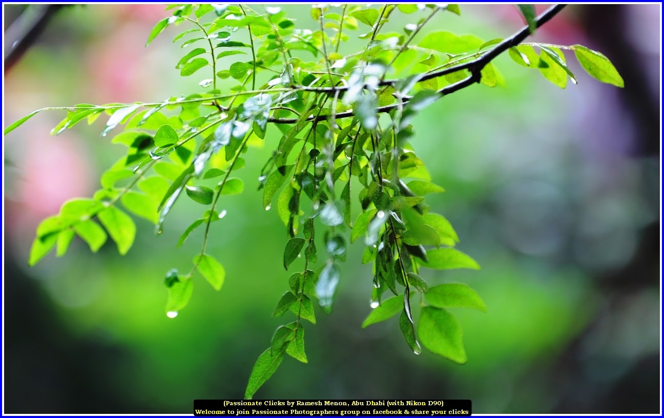 Ramesh Menon's Clicks and Writes: Photo Speaks : Home is where the ...