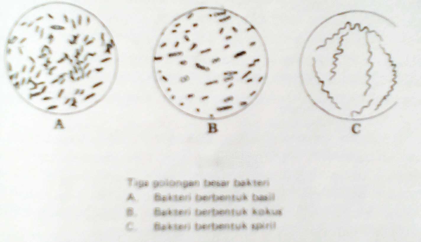 Mikroorganisme: Jenis Dan Bentuk - Bentuk Bakteri - Biologisites