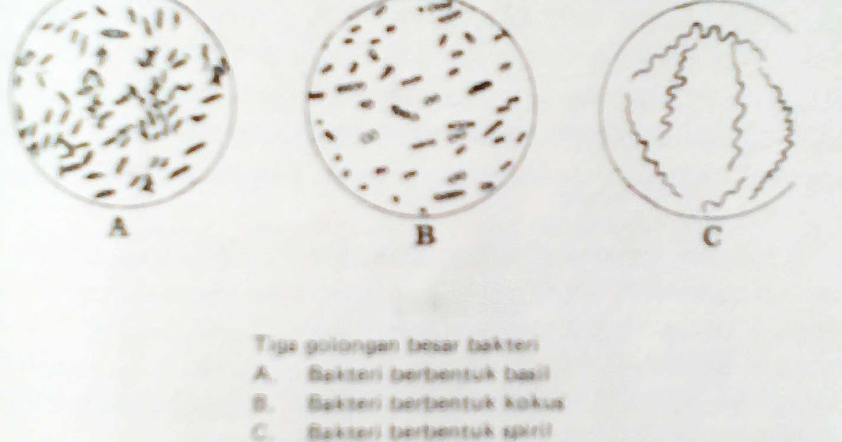 Mikroorganisme: Jenis Dan Bentuk - Bentuk Bakteri - Biologisites