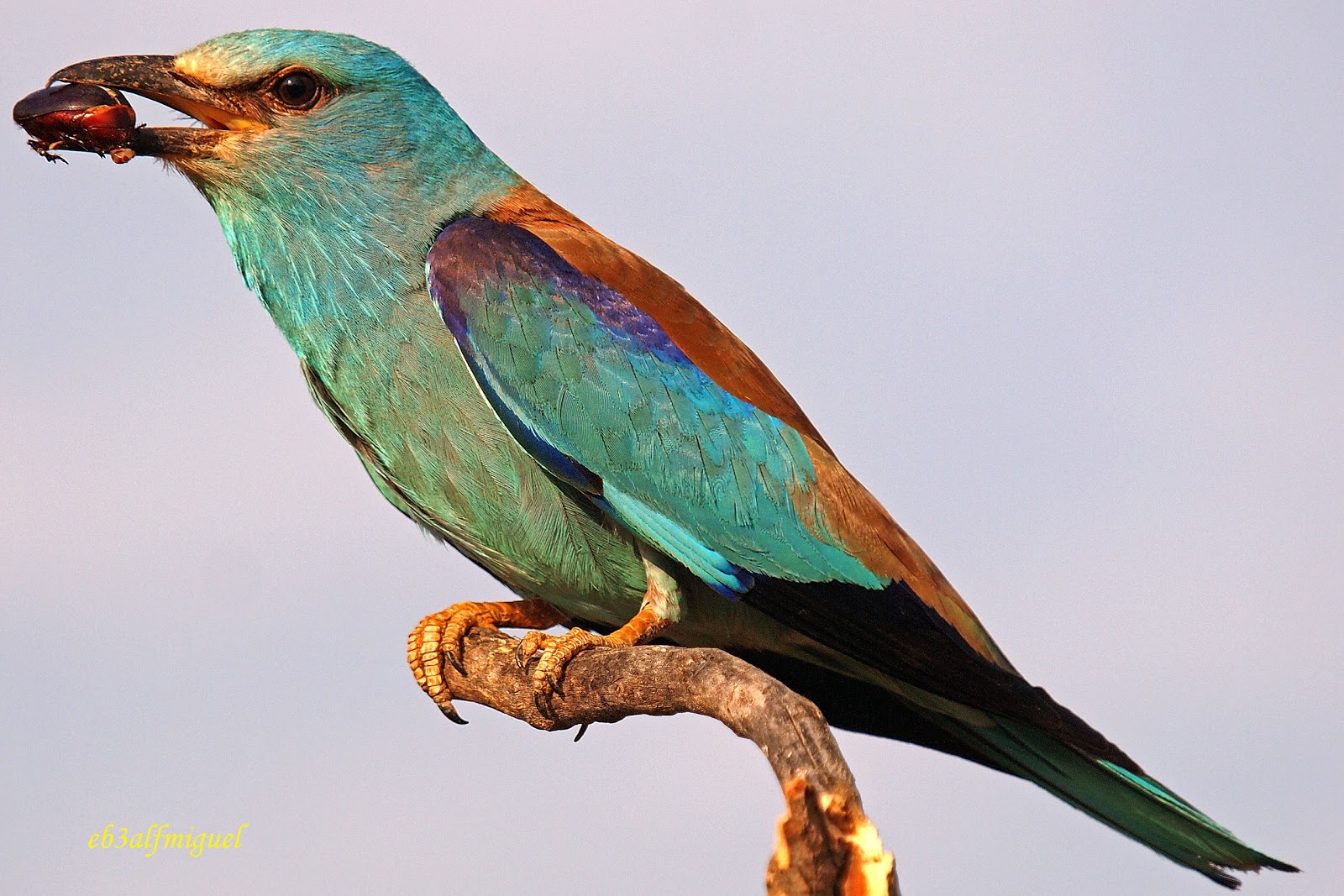 MIS AMIGAS LAS AVES: La cria de la Carraca