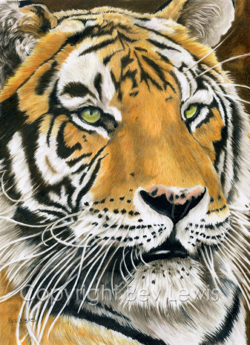 Animal Artistry by Bev Lewis: Wildlife Gallery
