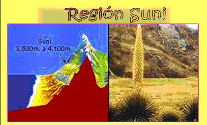 lasochoregionesnaturalesylaamazonia: REGION SUNI